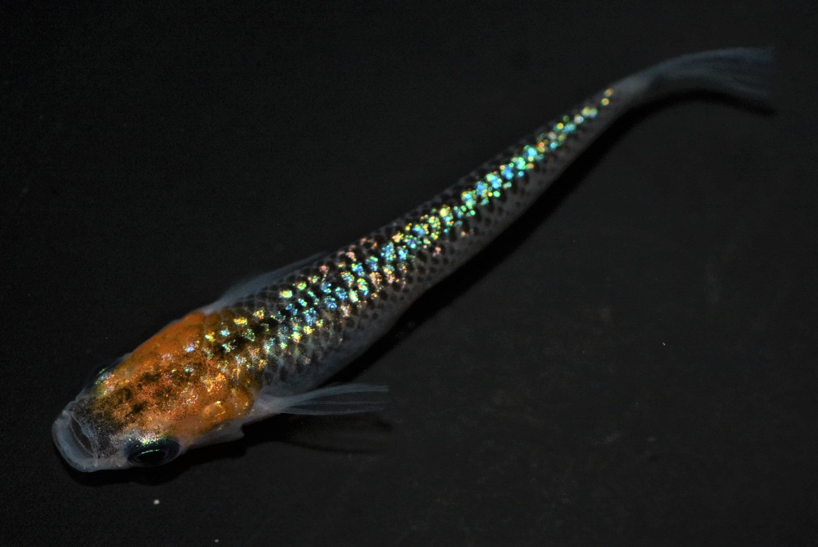 Aurora Yellow Lamé Medaka – SNR Medaka USA