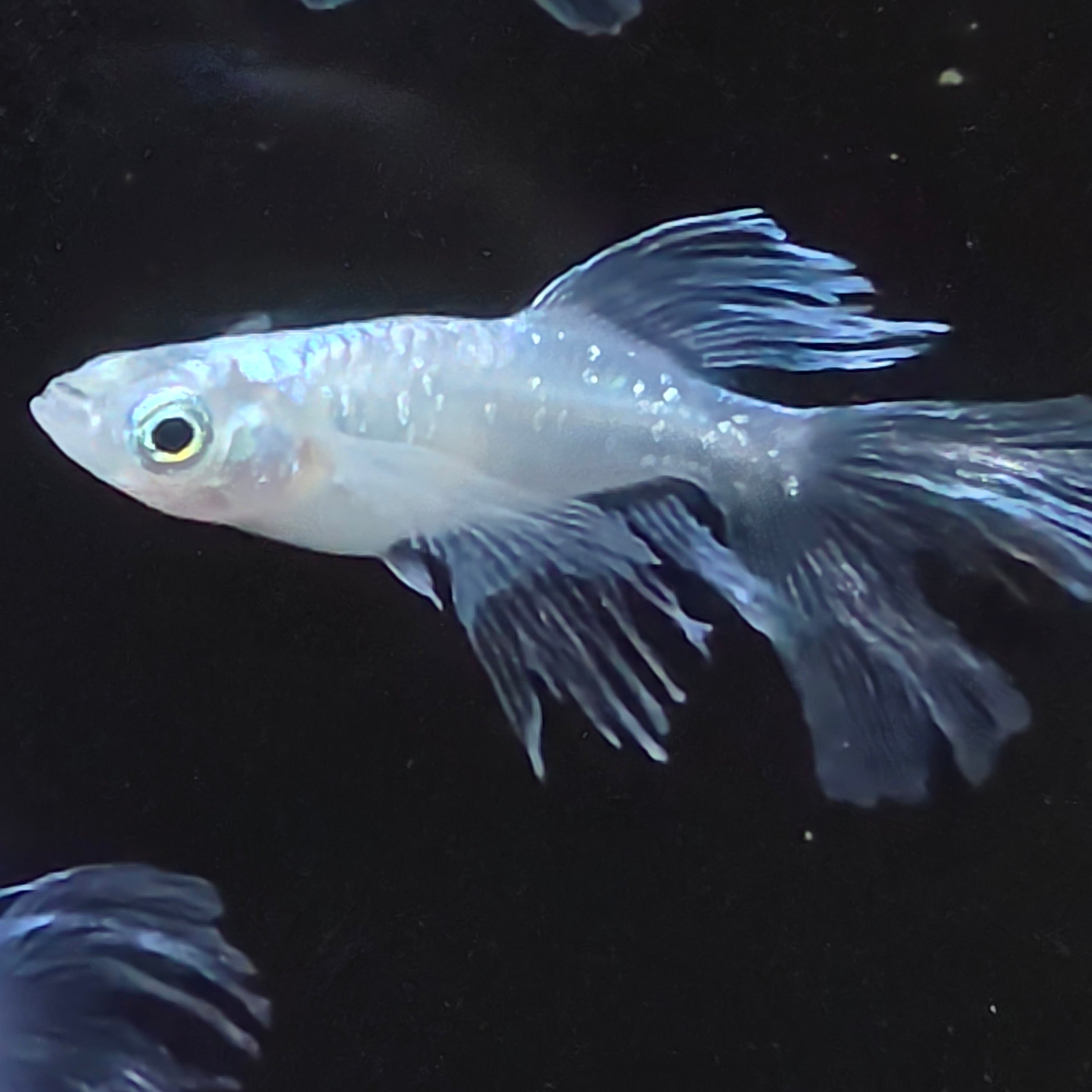 Light Blue Bellflower Medaka (Mizuiro Kikyou) – SNR Medaka USA