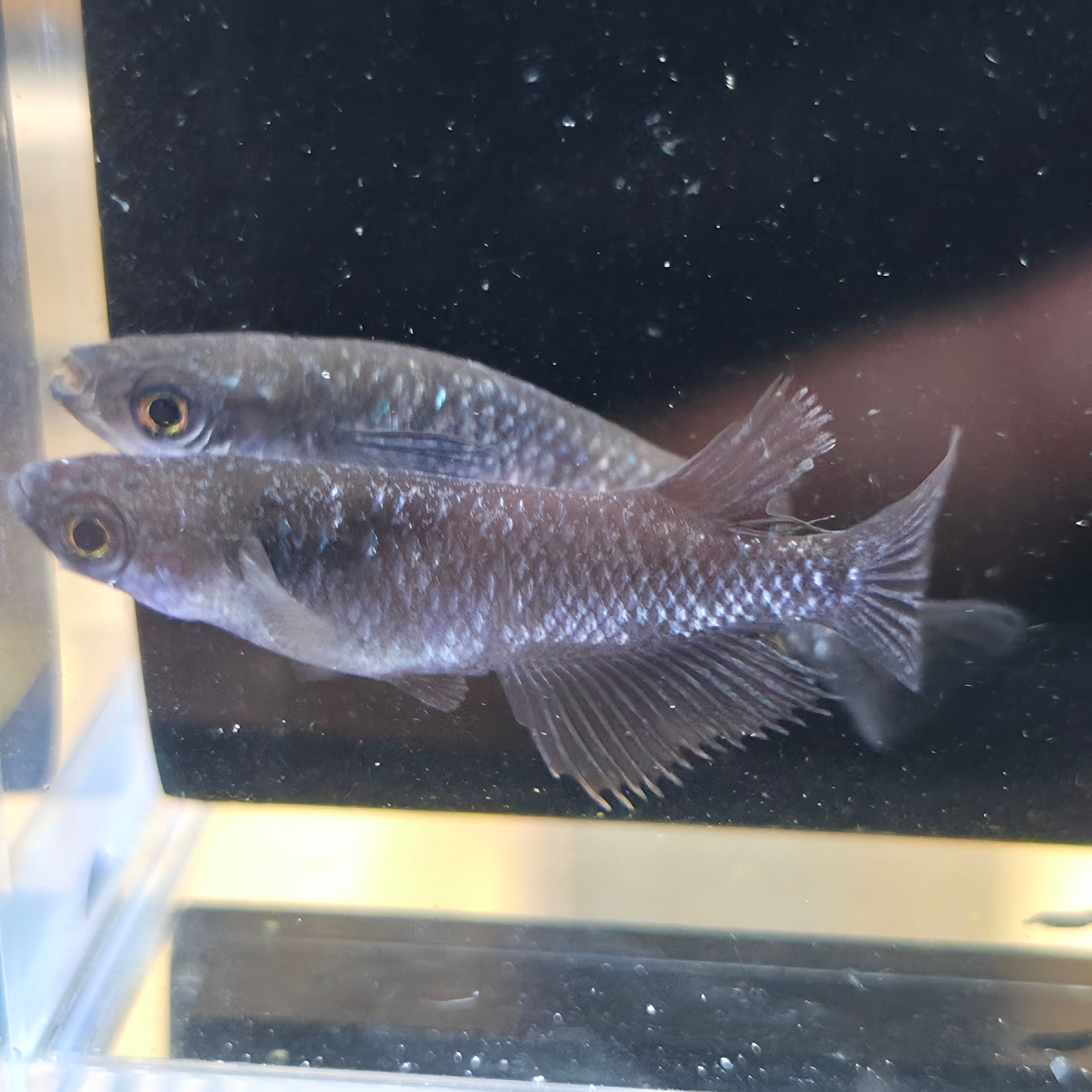 Black Diamond Medaka – Premium Japanese Rice Fish for Sale – SNR Medaka USA