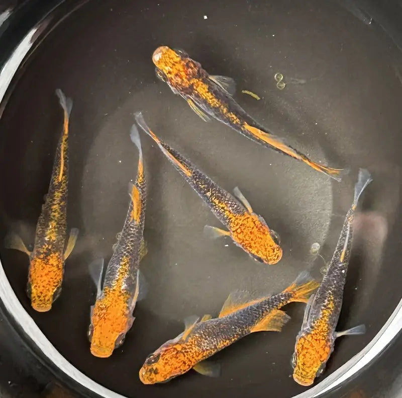 Beniazami Medaka – Japanese Rice Fish – SNR Medaka USA