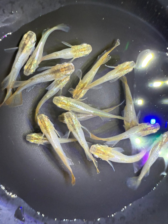 Golden Hikari Medaka – SNR Medaka USA